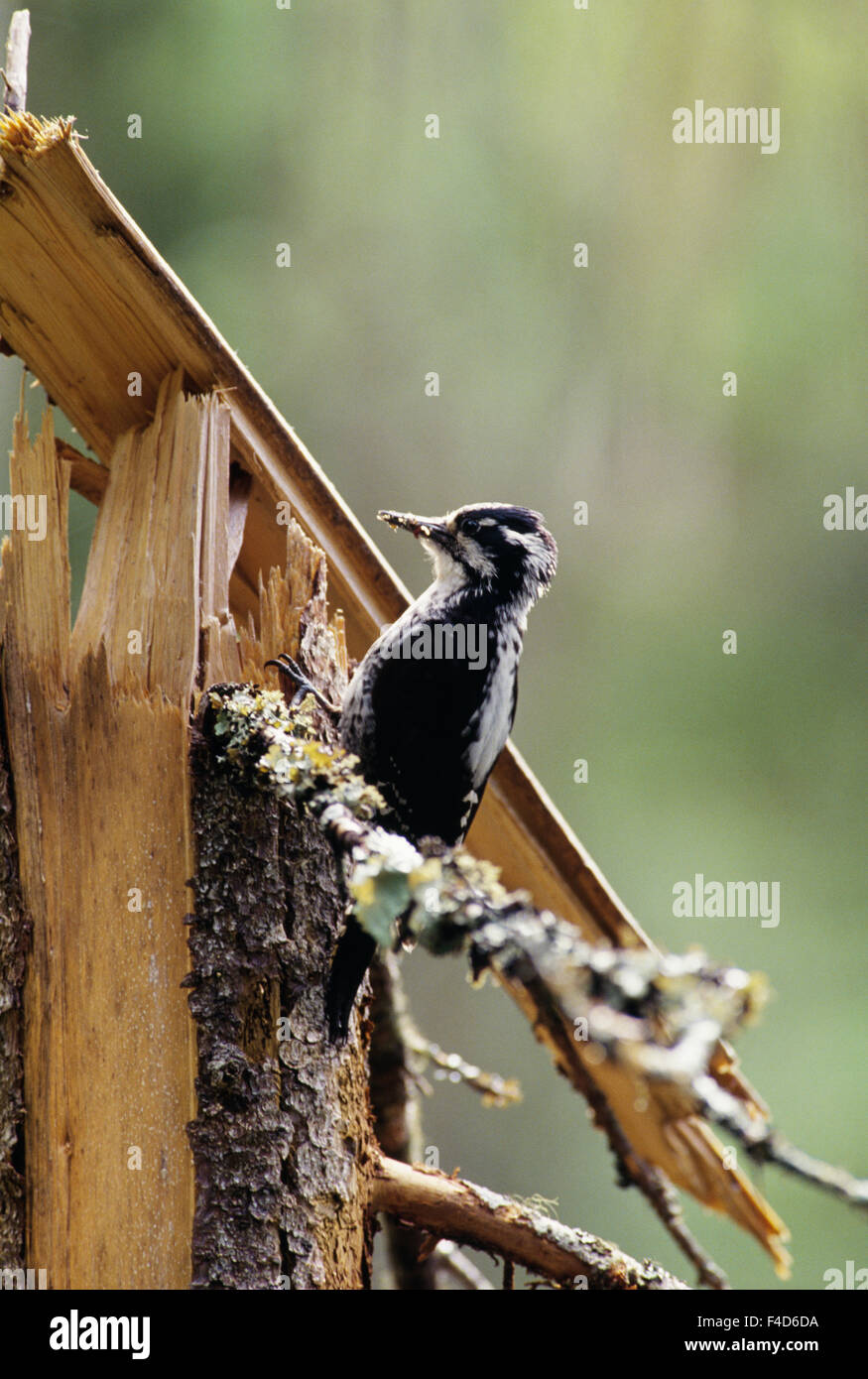 Bird sitting on tree trunk Stock Photo - Alamy