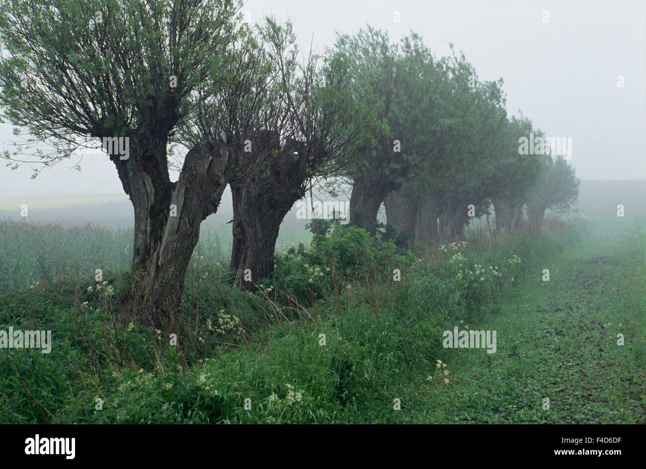 Trees on field Stock Photo - Alamy