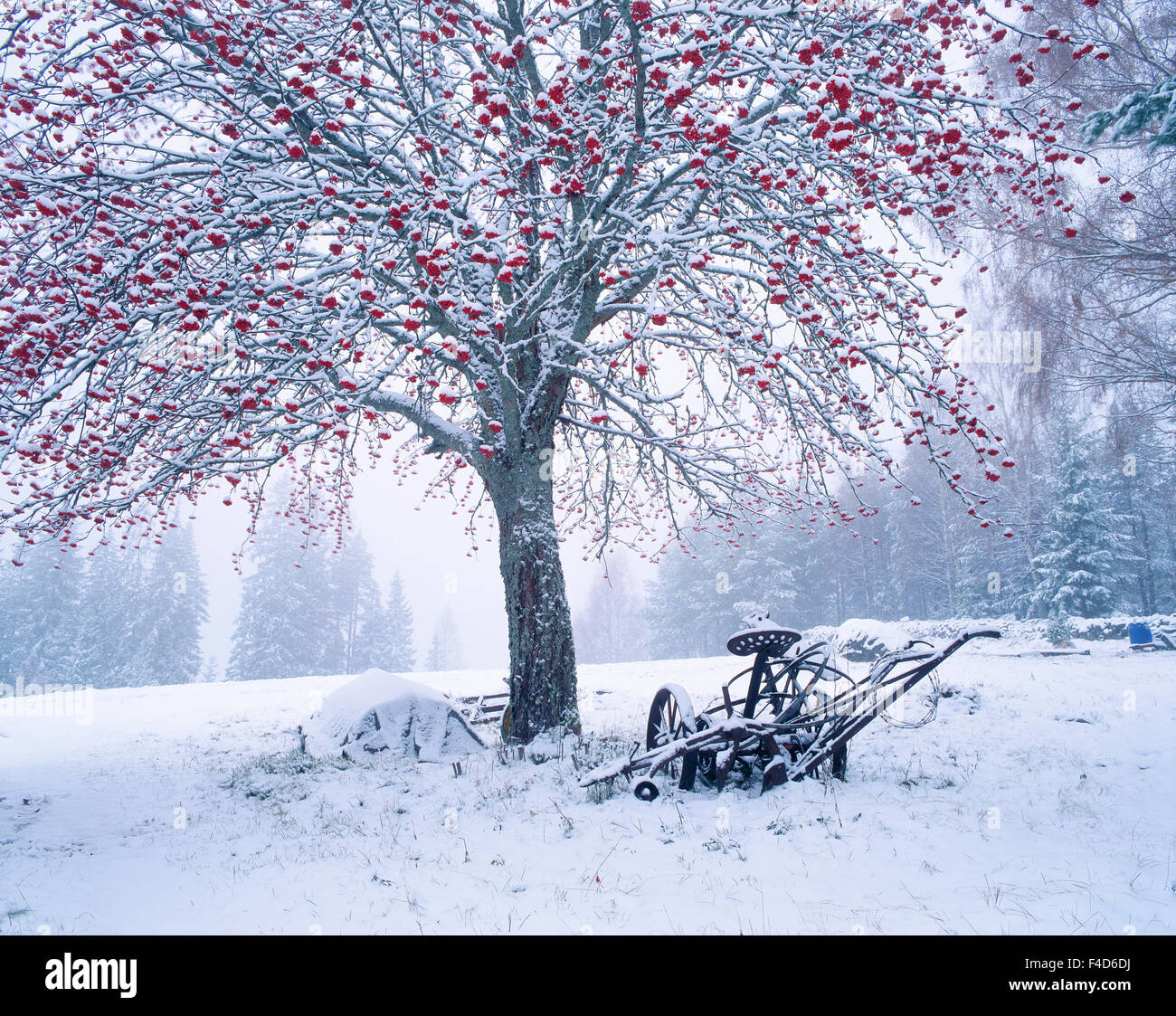 Trees in snow-covered Stock Photo - Alamy