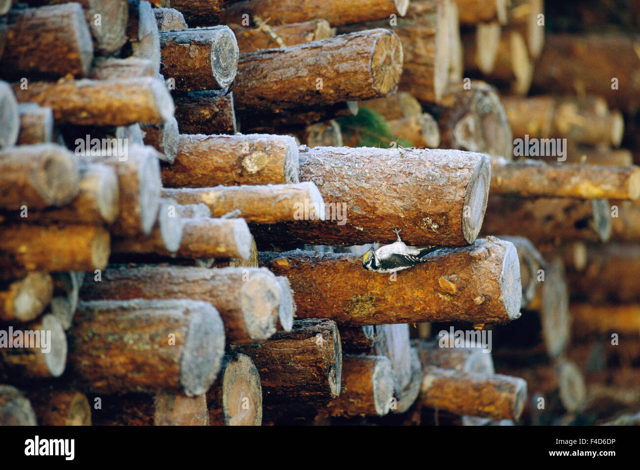 Piled of firewood Stock Photo - Alamy