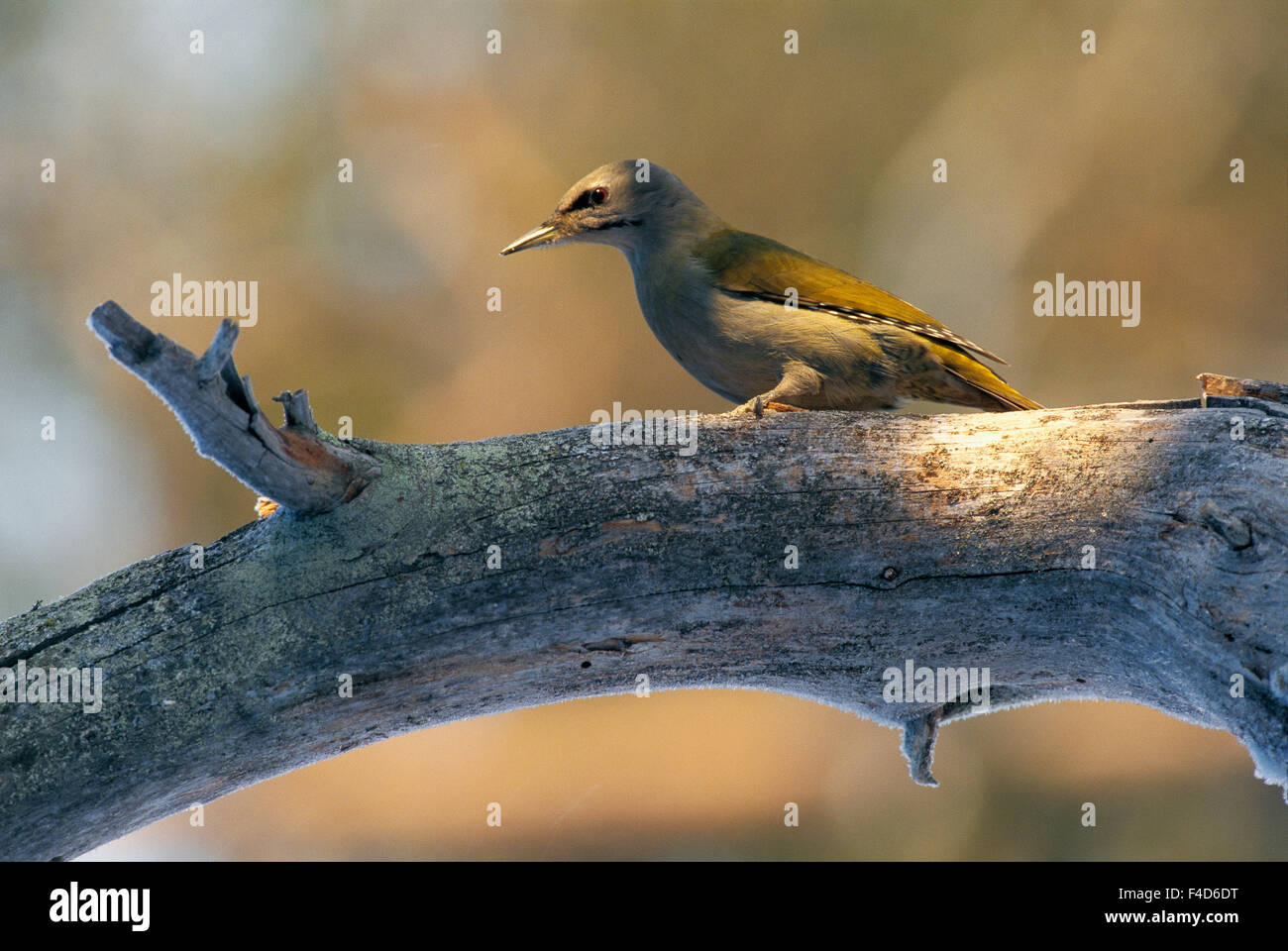 Bird over tree hi-res stock photography and images - Alamy