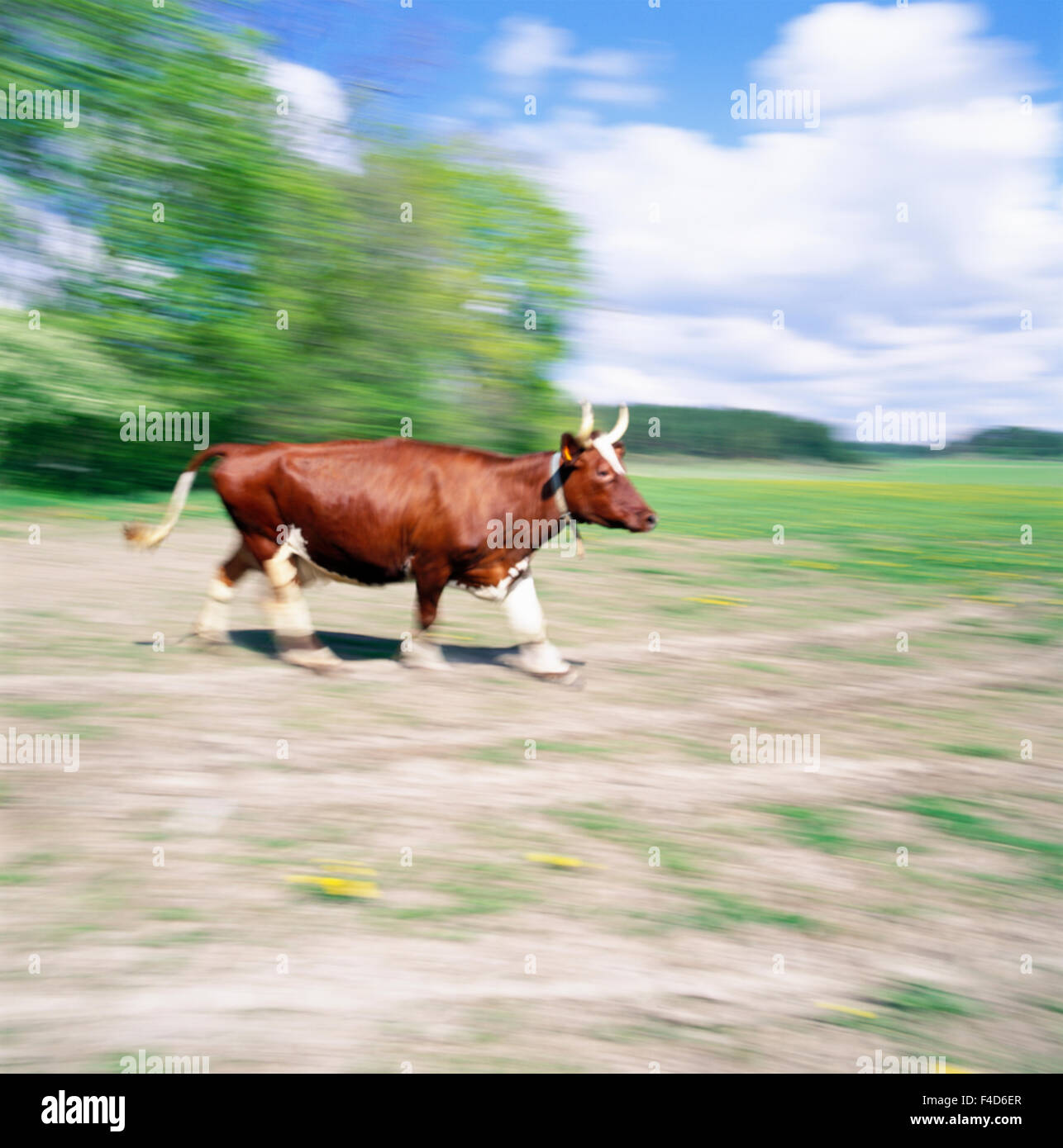 Cow running on field, blurred motion Stock Photo - Alamy