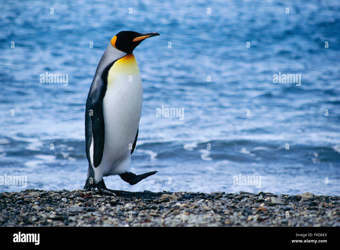 Tropical penguin hi-res stock photography and images - Alamy