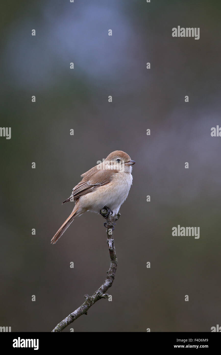 Isabelline Shrike (Lanius isabellinus Stock Photo - Alamy