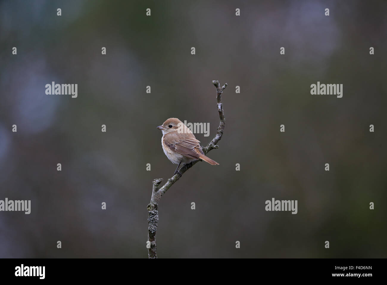 Isabelline Shrike (Lanius isabellinus Stock Photo - Alamy