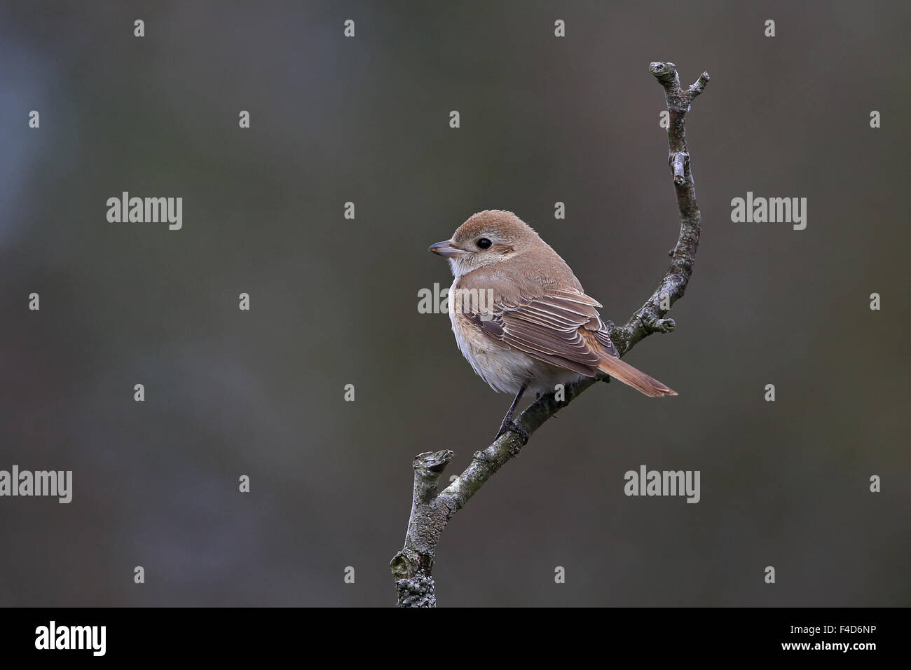 Isabelline Shrike (Lanius isabellinus Stock Photo - Alamy