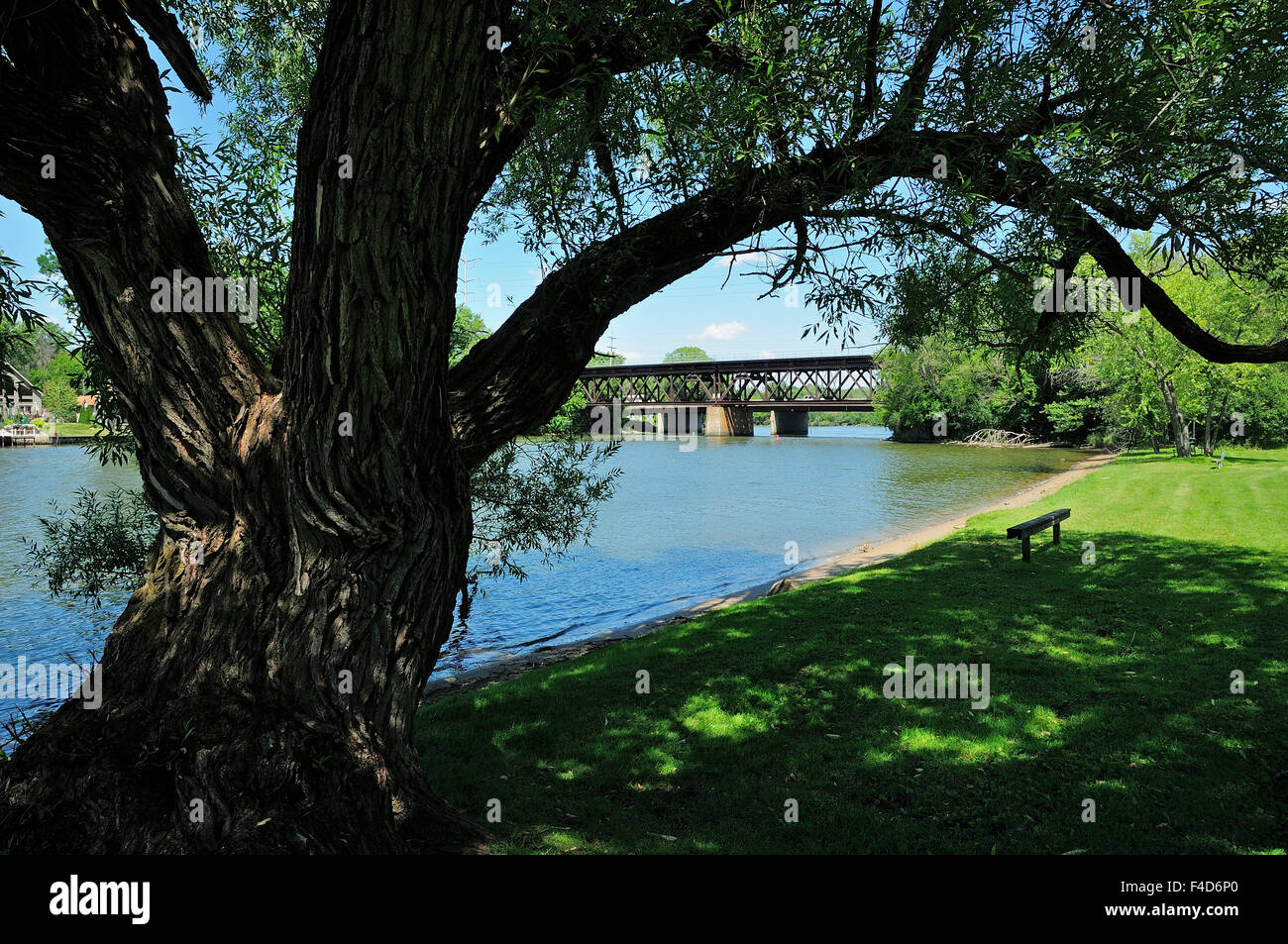 Willow tree along the shoreline of river with railroad bridge in ...