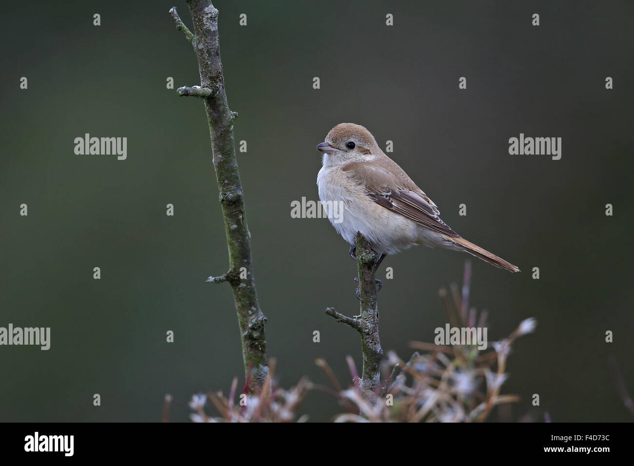 Isabelline Shrike (Lanius isabellinus Stock Photo - Alamy