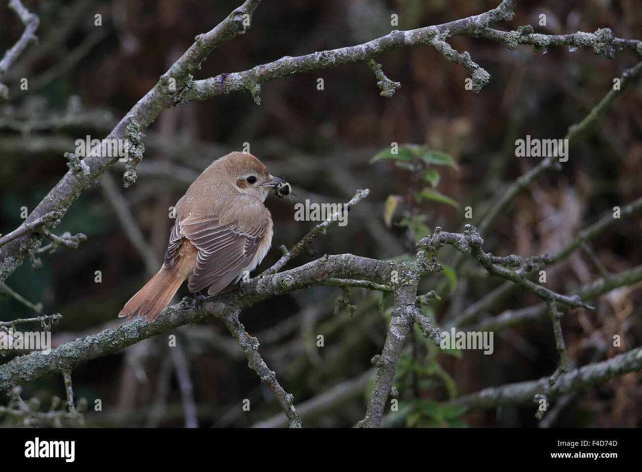 Isabelline Shrike (Lanius isabellinus Stock Photo - Alamy