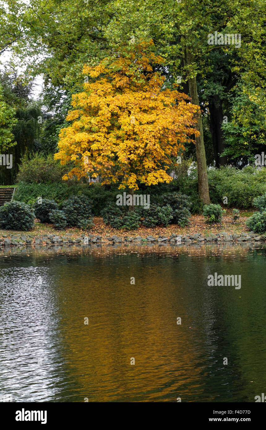 Tree next to pond hi-res stock photography and images - Alamy