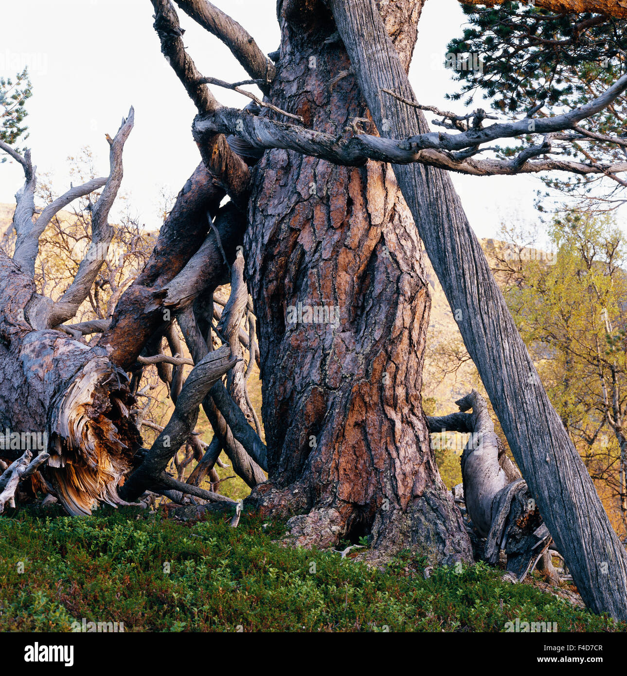 Intertwined branches hi-res stock photography and images - Alamy