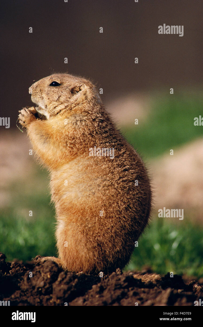 Black-tailed prairie dog standing on mud, side view Stock Photo - Alamy