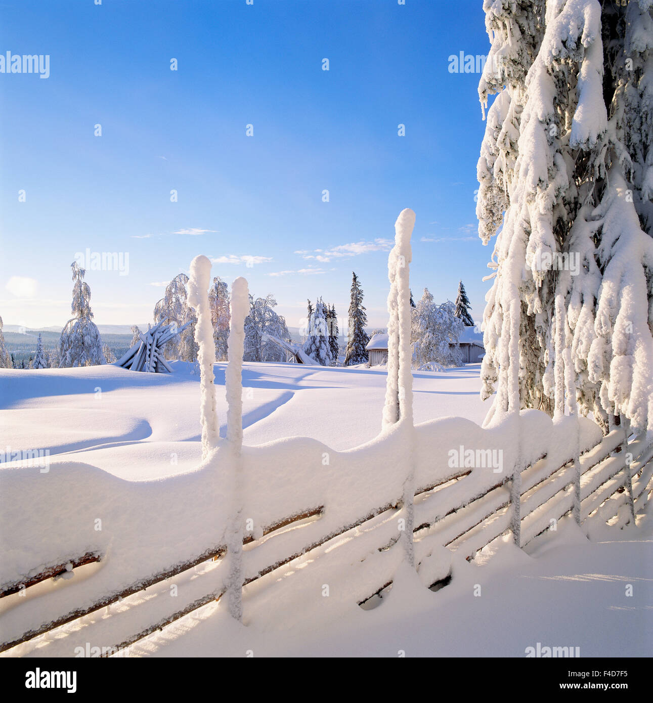 Snow fallen on trees Stock Photo - Alamy