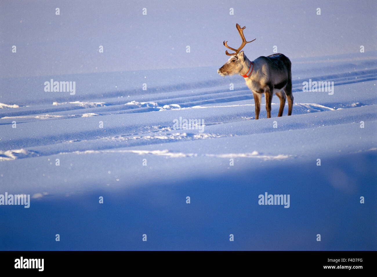 Reindeer in the winter Stock Photo - Alamy