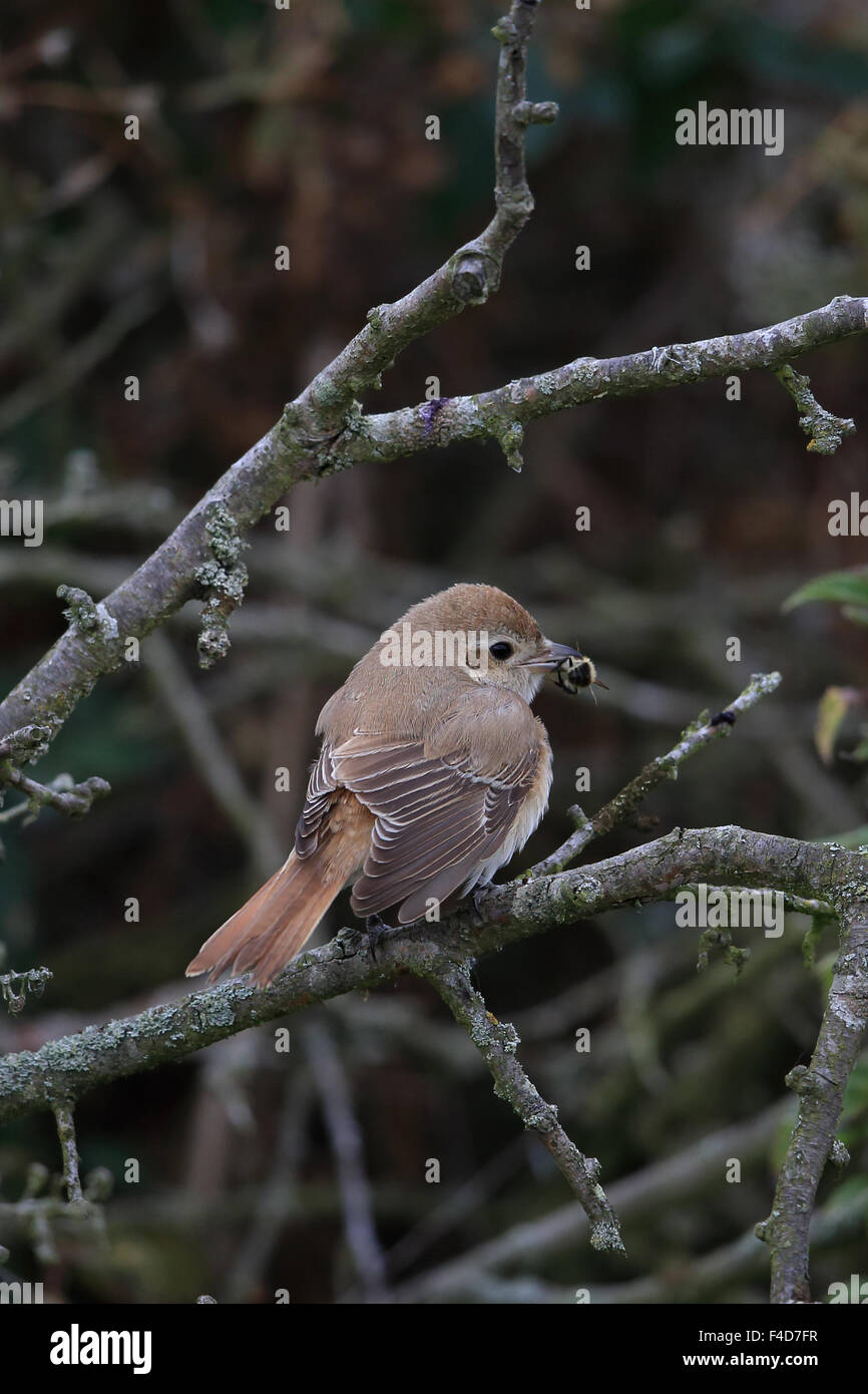 Isabelline Shrike (Lanius isabellinus Stock Photo - Alamy