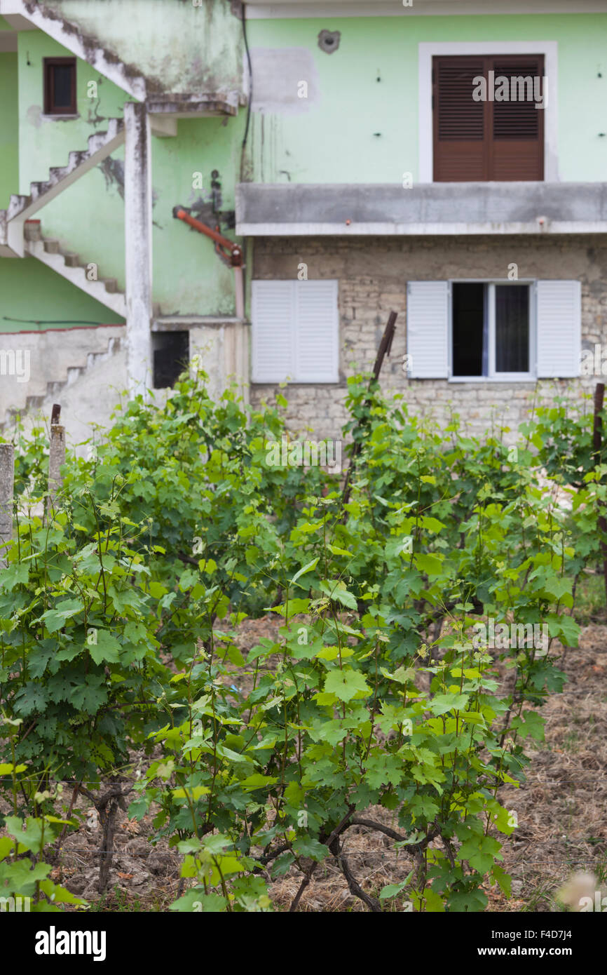 Albania, Berat, Vajgurore, Cobo Winery, vineyard Stock Photo - Alamy