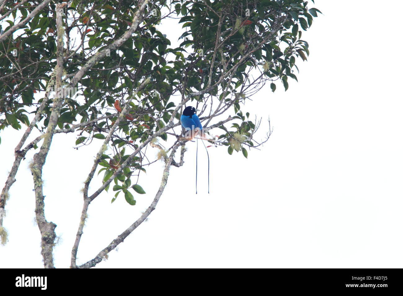 Paradisaea rudolphi blue bird paradise hi-res stock photography and ...