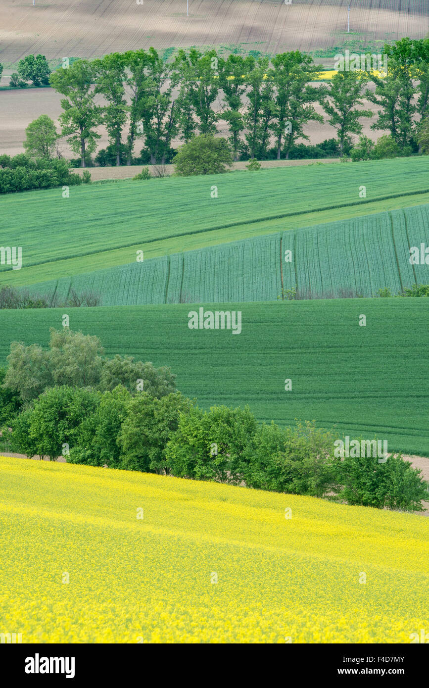 Czech Republic, Moravia, Spring Farm Fields (Large format sizes ...