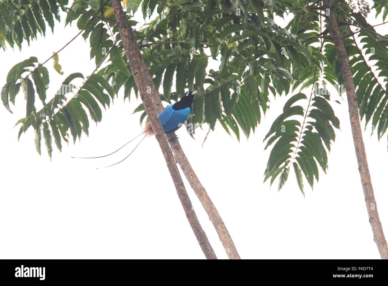 Paradisaea rudolphi blue bird paradise hi-res stock photography and ...