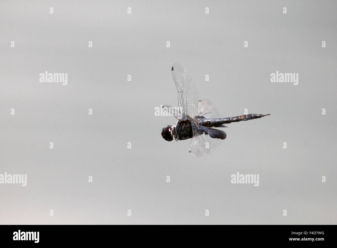 Dragonfly helicopter hi-res stock photography and images - Alamy
