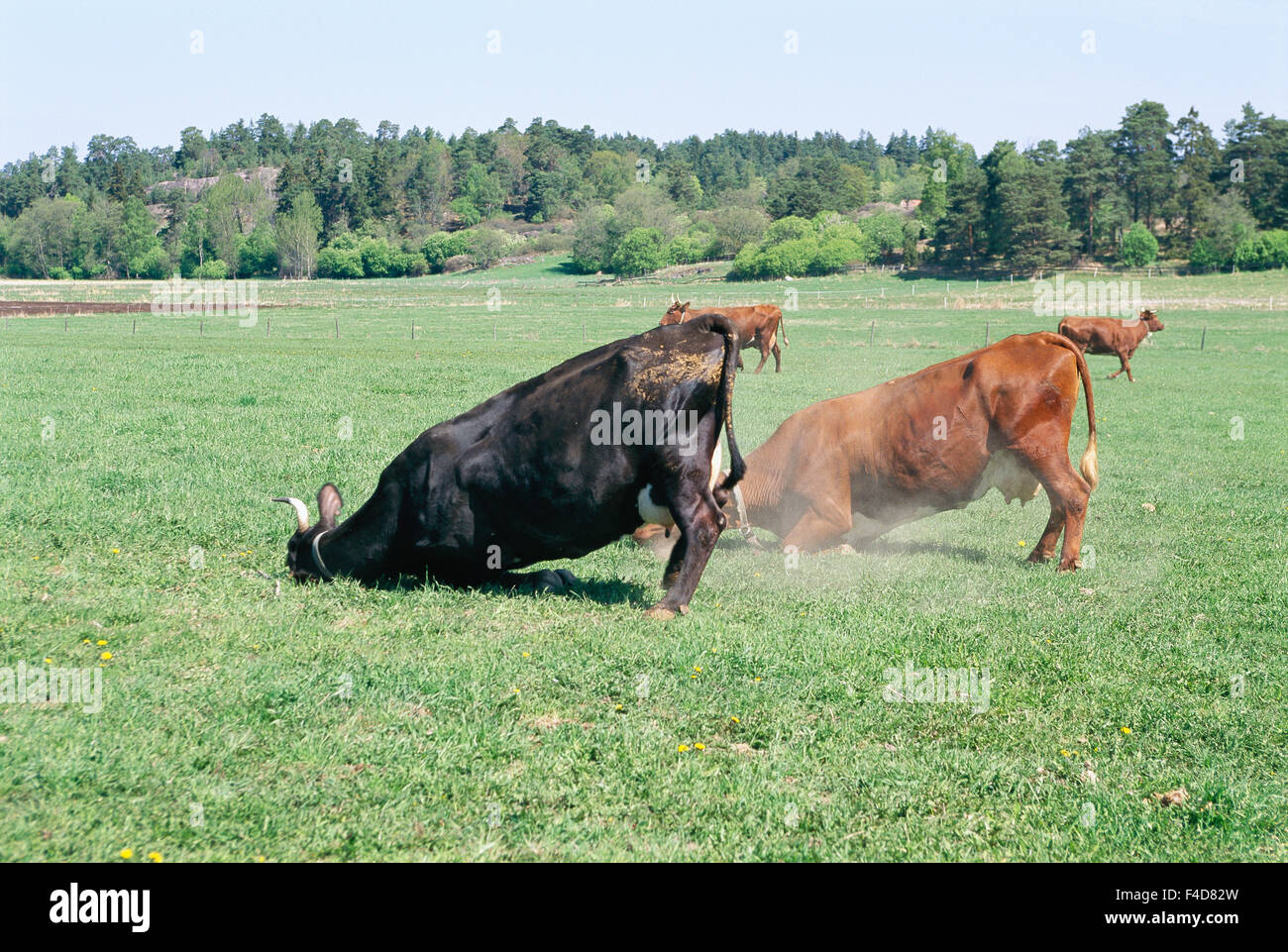 Cows standing in grassland, side view Stock Photo - Alamy