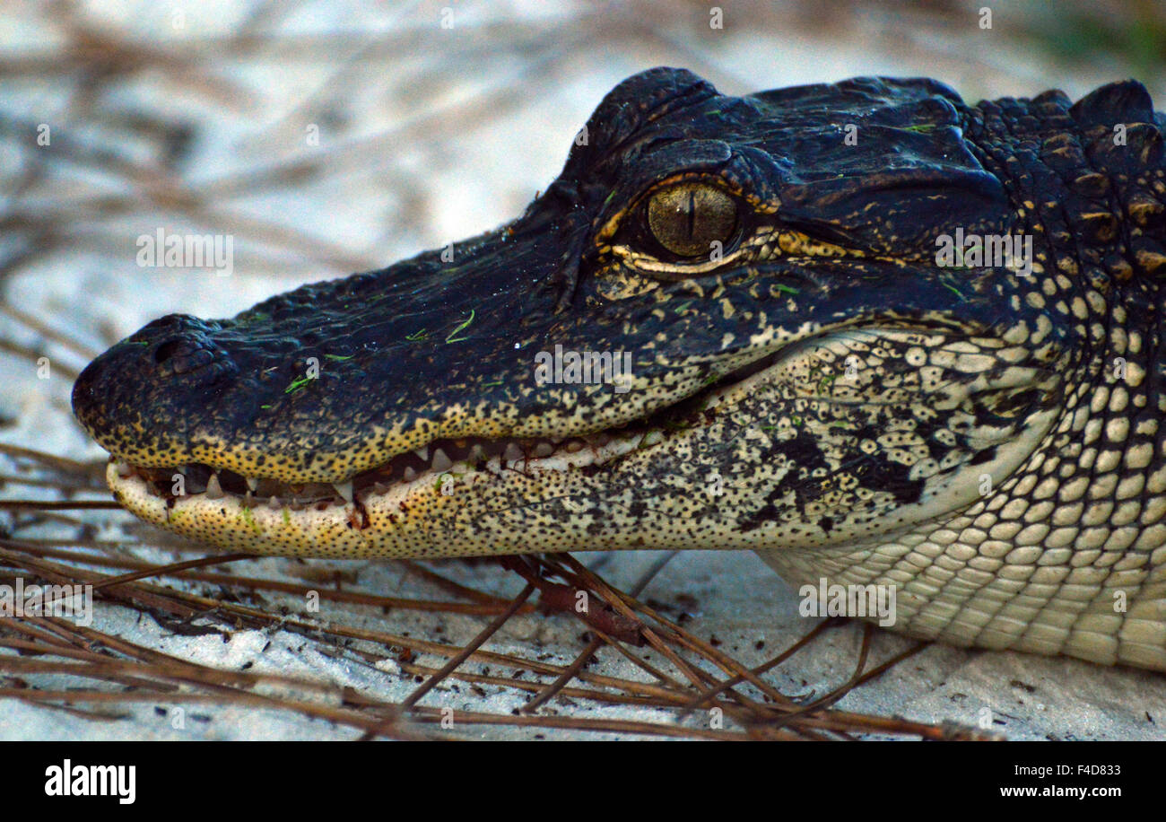 Alligator swamp teeth hi-res stock photography and images - Alamy