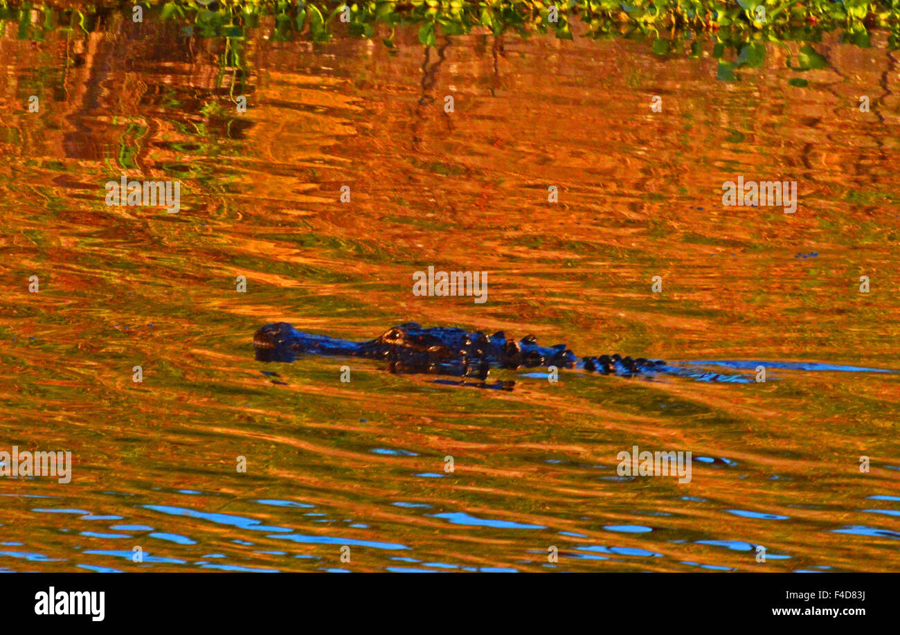 Okeechobee swamp hi-res stock photography and images - Alamy