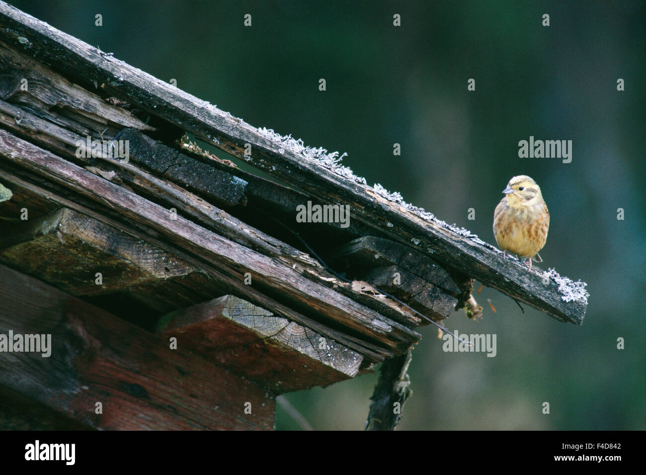 Bird sitting on roof, close-up Stock Photo - Alamy