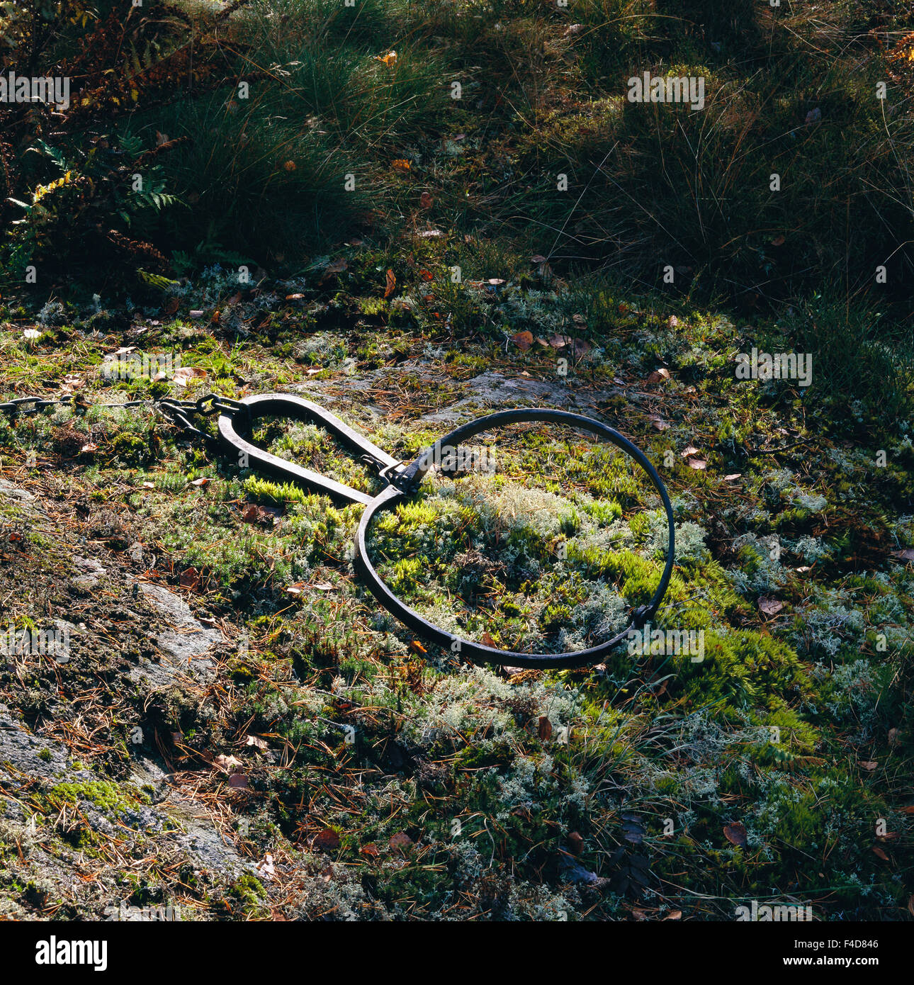 Bear trap high angle view hi-res stock photography and images - Alamy