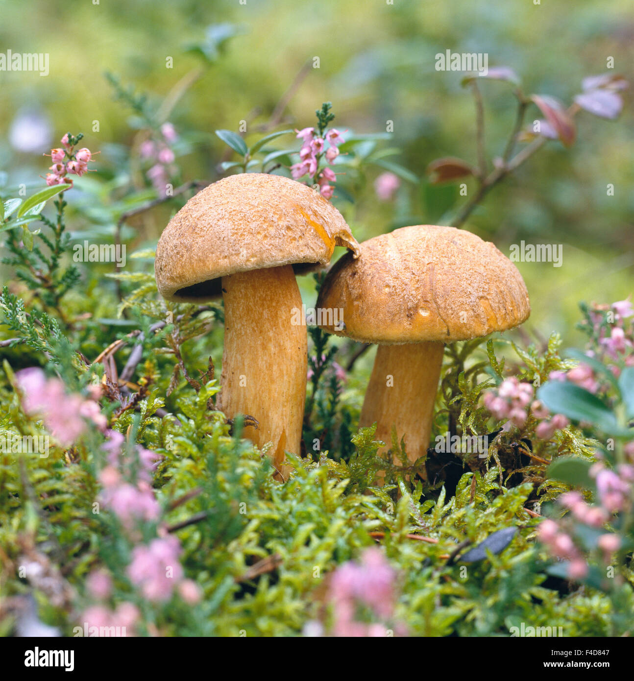 Wax caps hi-res stock photography and images - Alamy