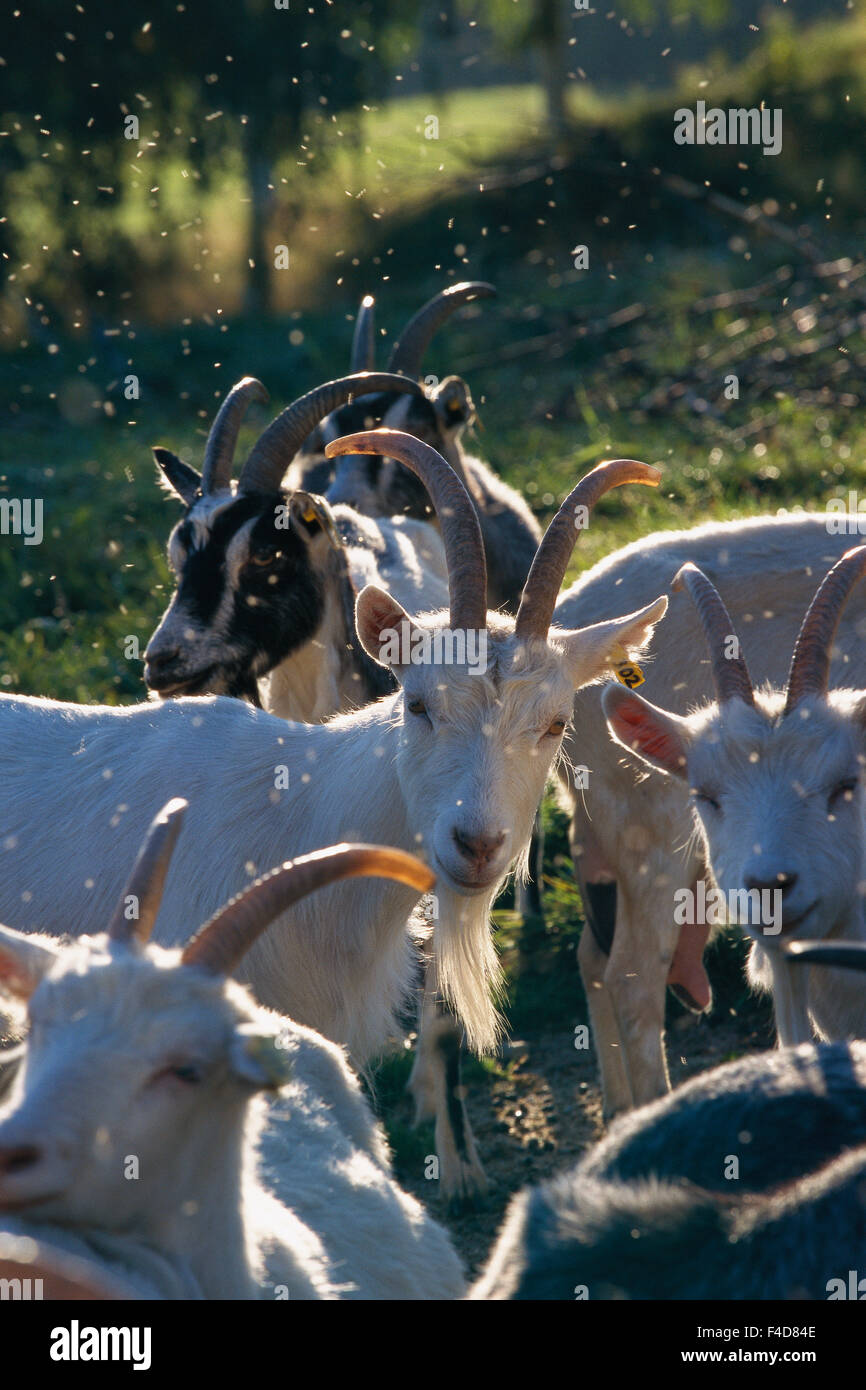 Flying goats hi-res stock photography and images - Alamy