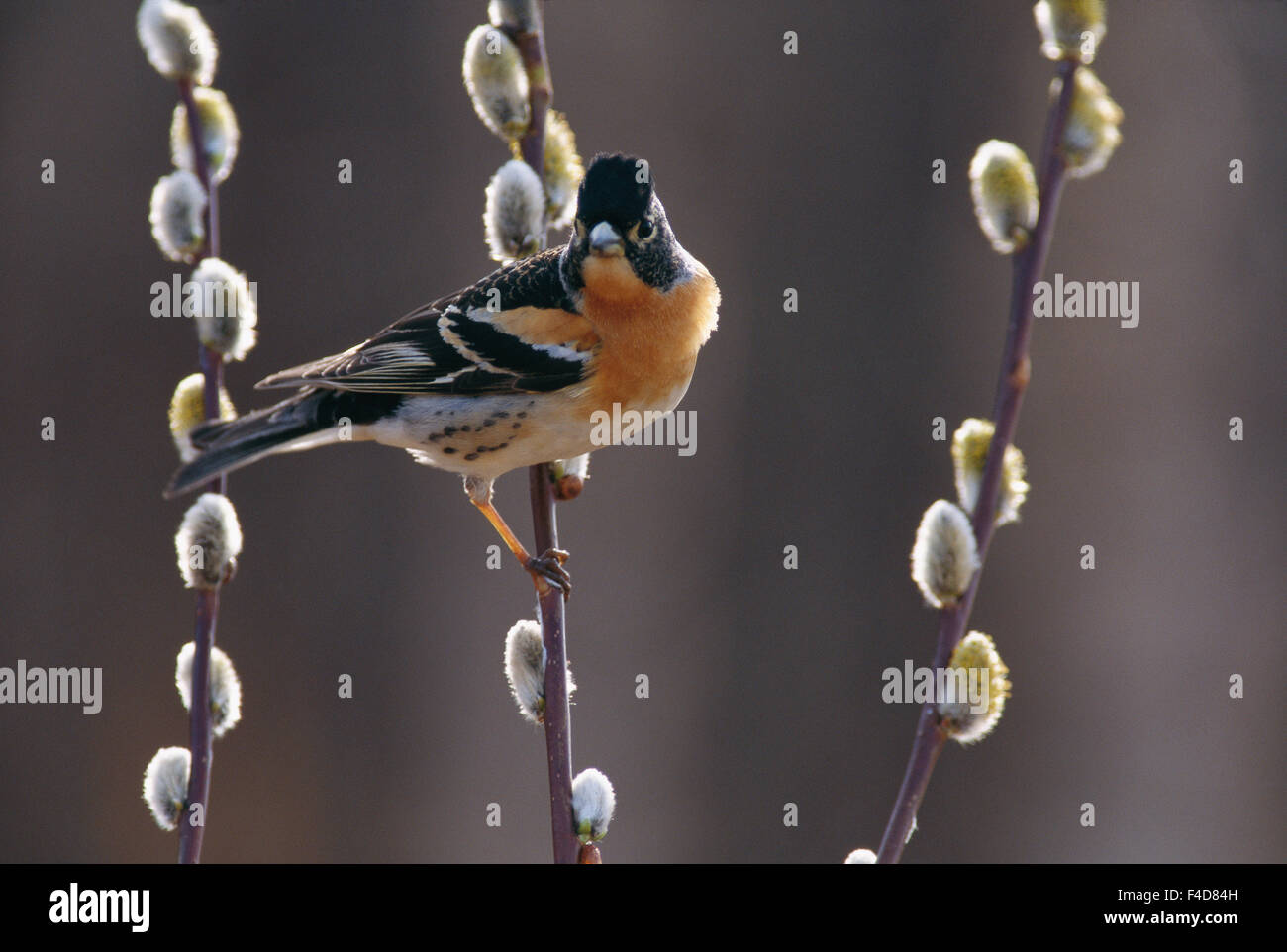 Horizontal bird on plant hi-res stock photography and images - Alamy