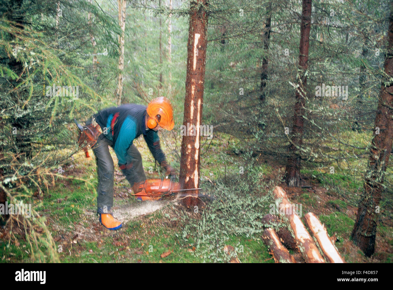 Man working in forest Stock Photo - Alamy