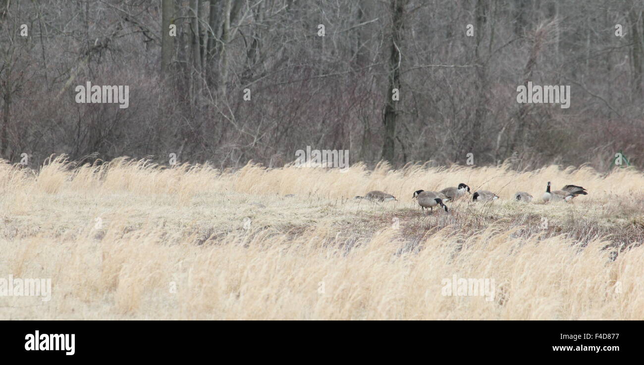Dead canada geese hi-res stock photography and images - Alamy