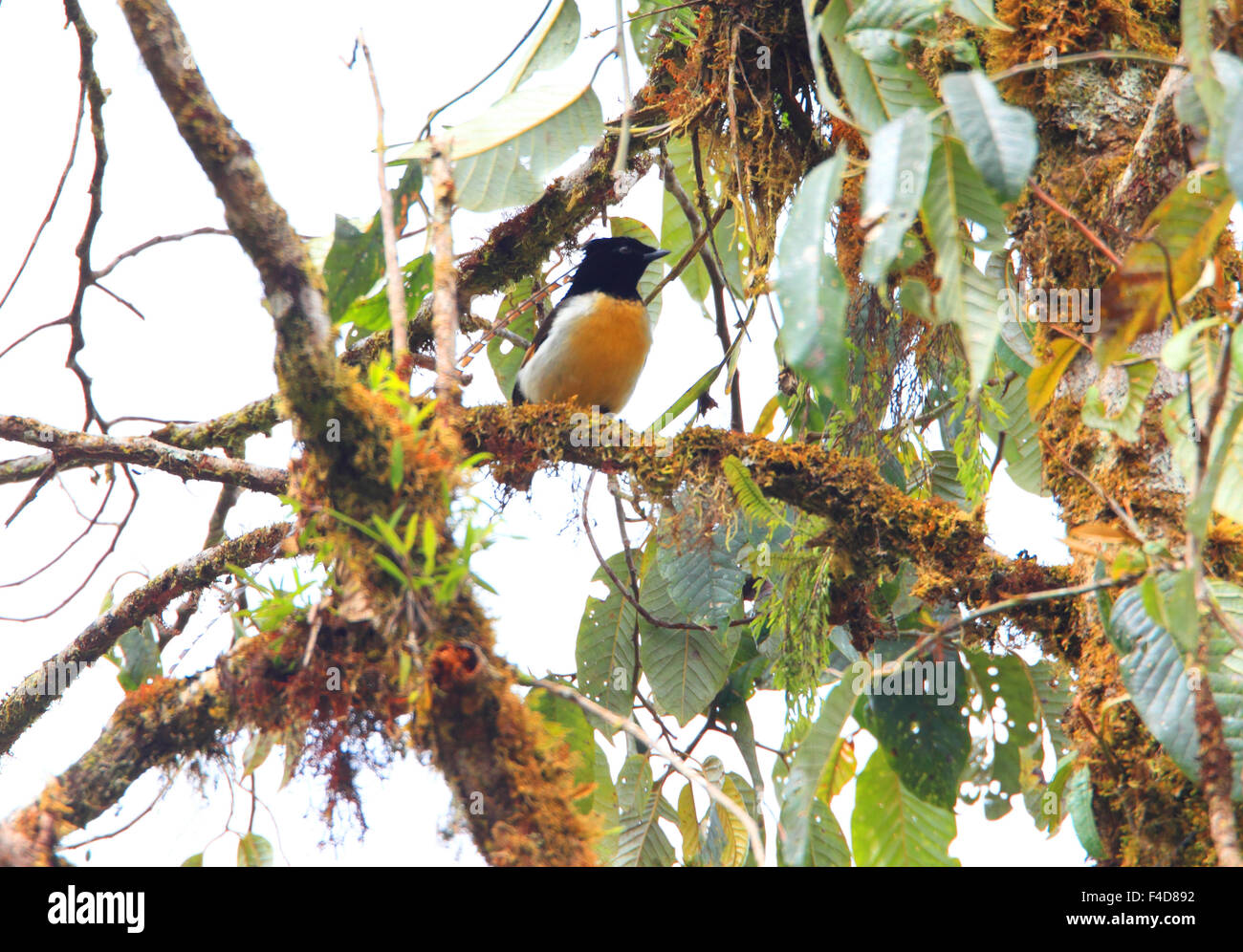 King of Saxony Bird-of-paradise (Pteridophora alberti) in Papua New ...