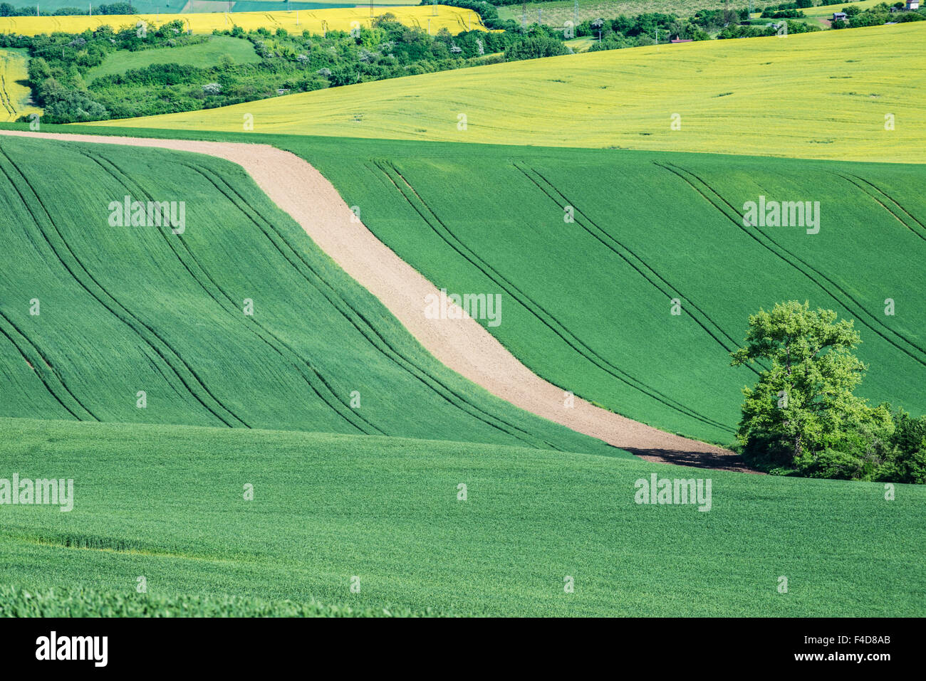 Europe, Czech Republic, Moravia, Spring Farm Fields (Large format sizes ...