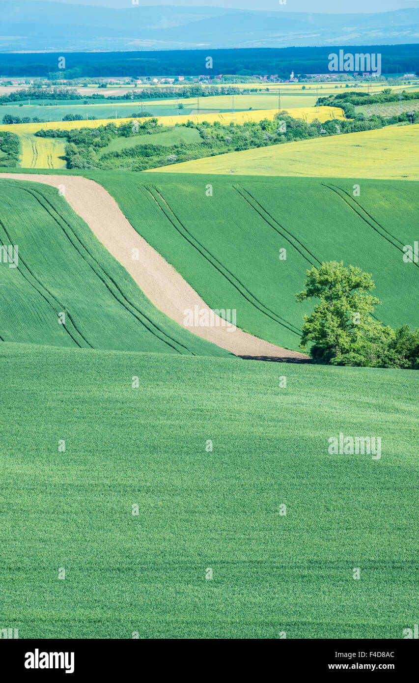 Europe, Czech Republic, Moravia, Spring Farm Fields (Large format sizes ...