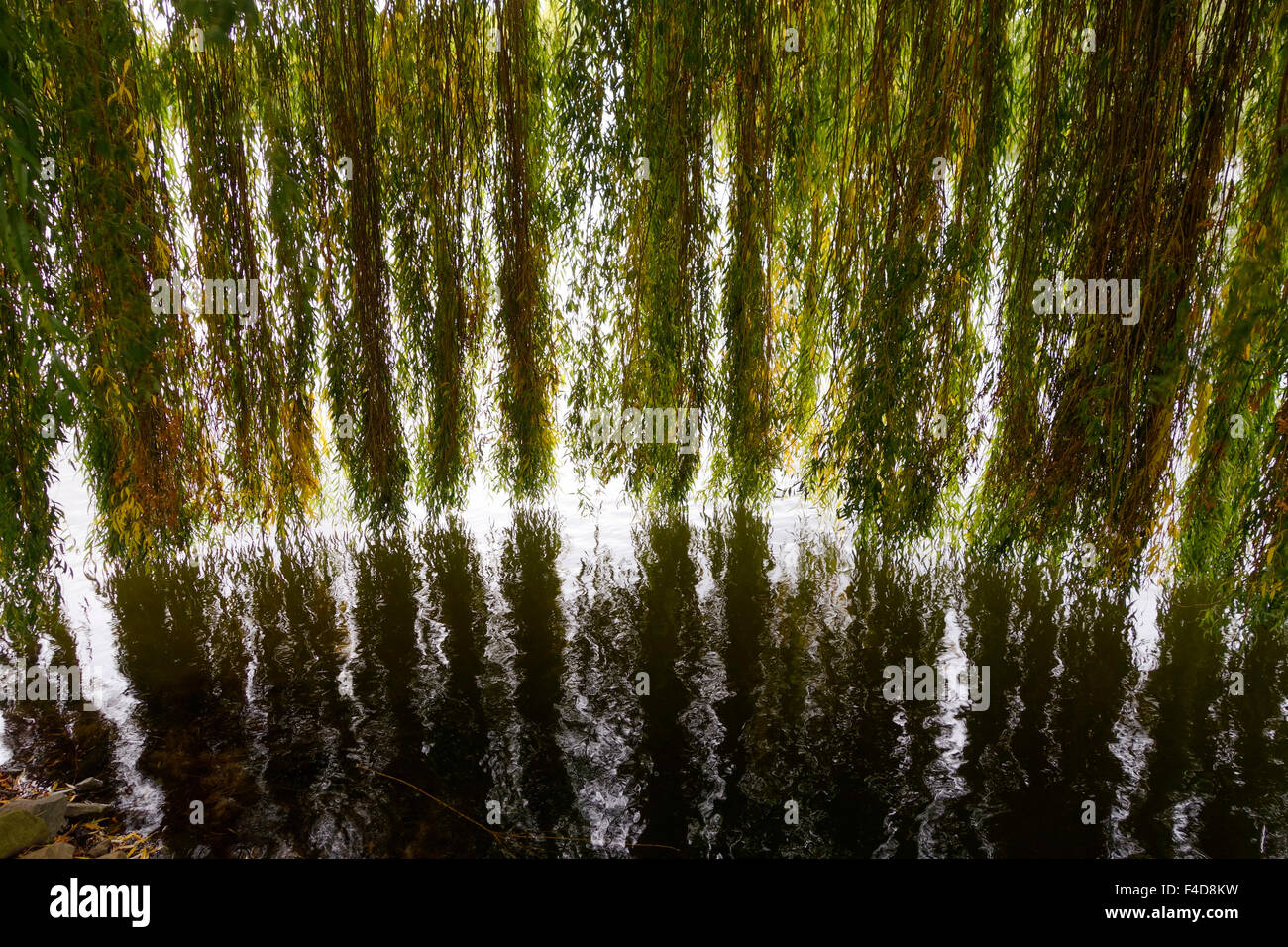 Weeping willow, Salix alba, branches hanging over water, causing reflection Stock Photo - Alamy