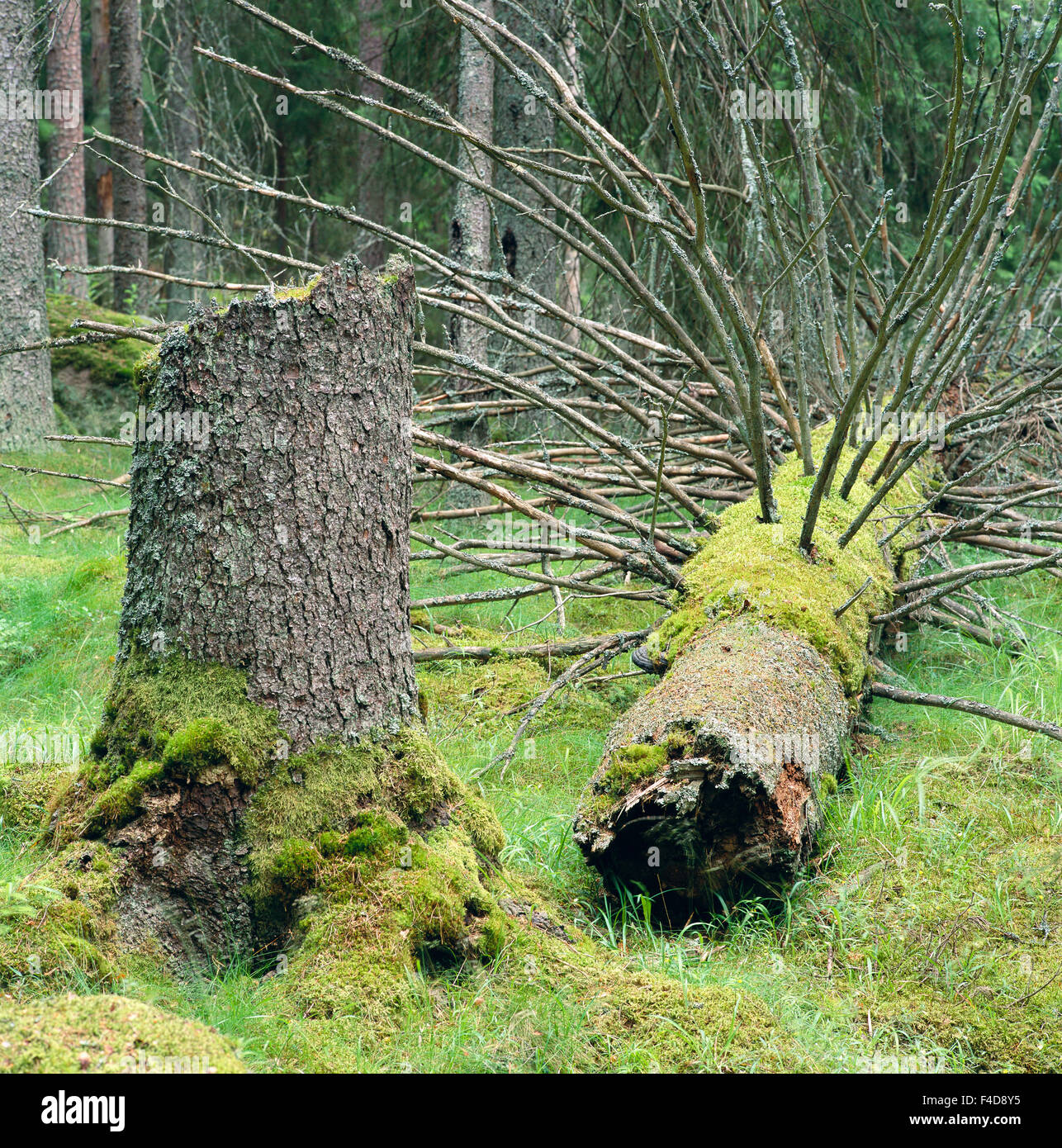 On a forest ground hi-res stock photography and images - Alamy
