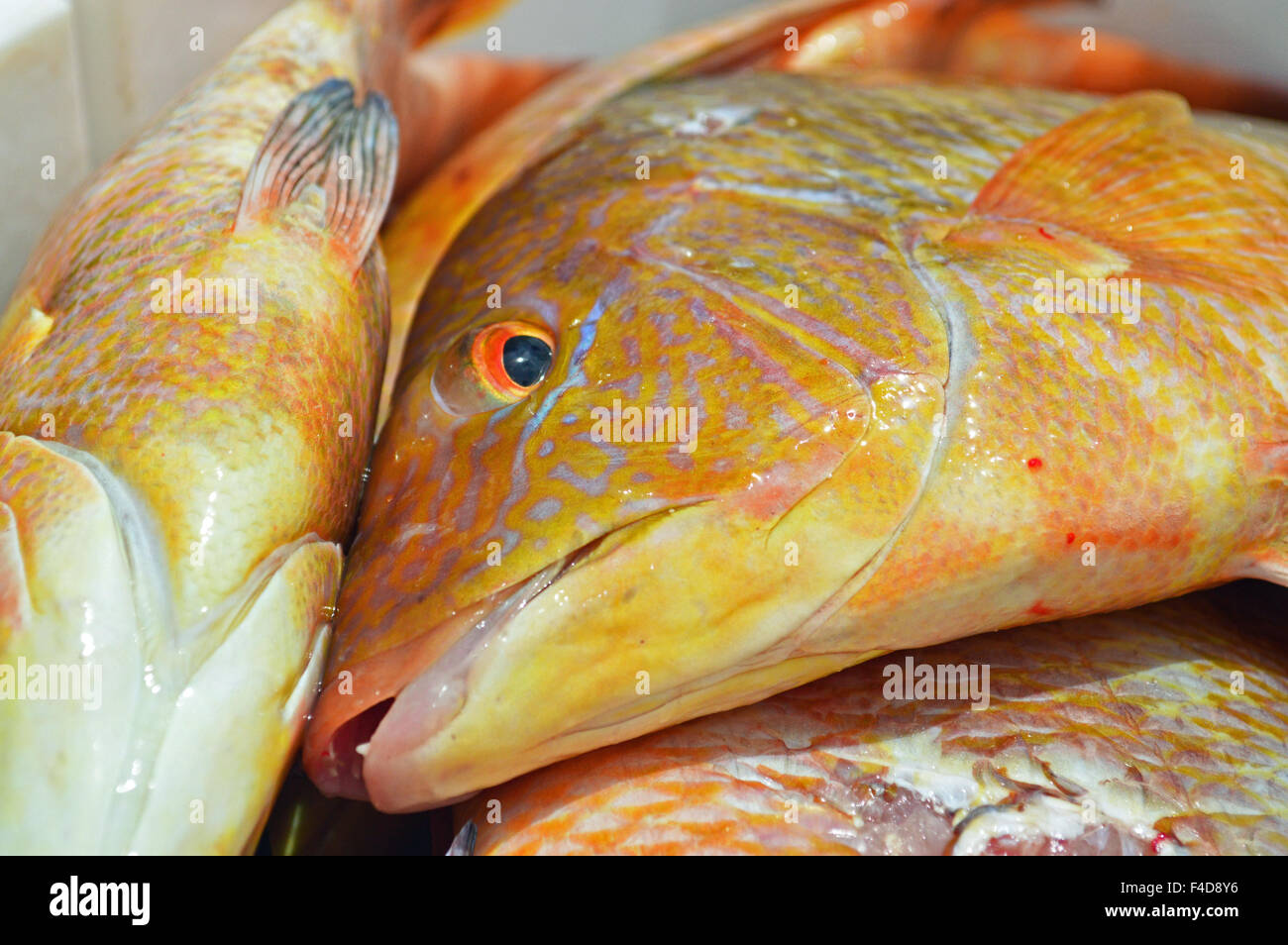 Hog snapper hi-res stock photography and images - Alamy