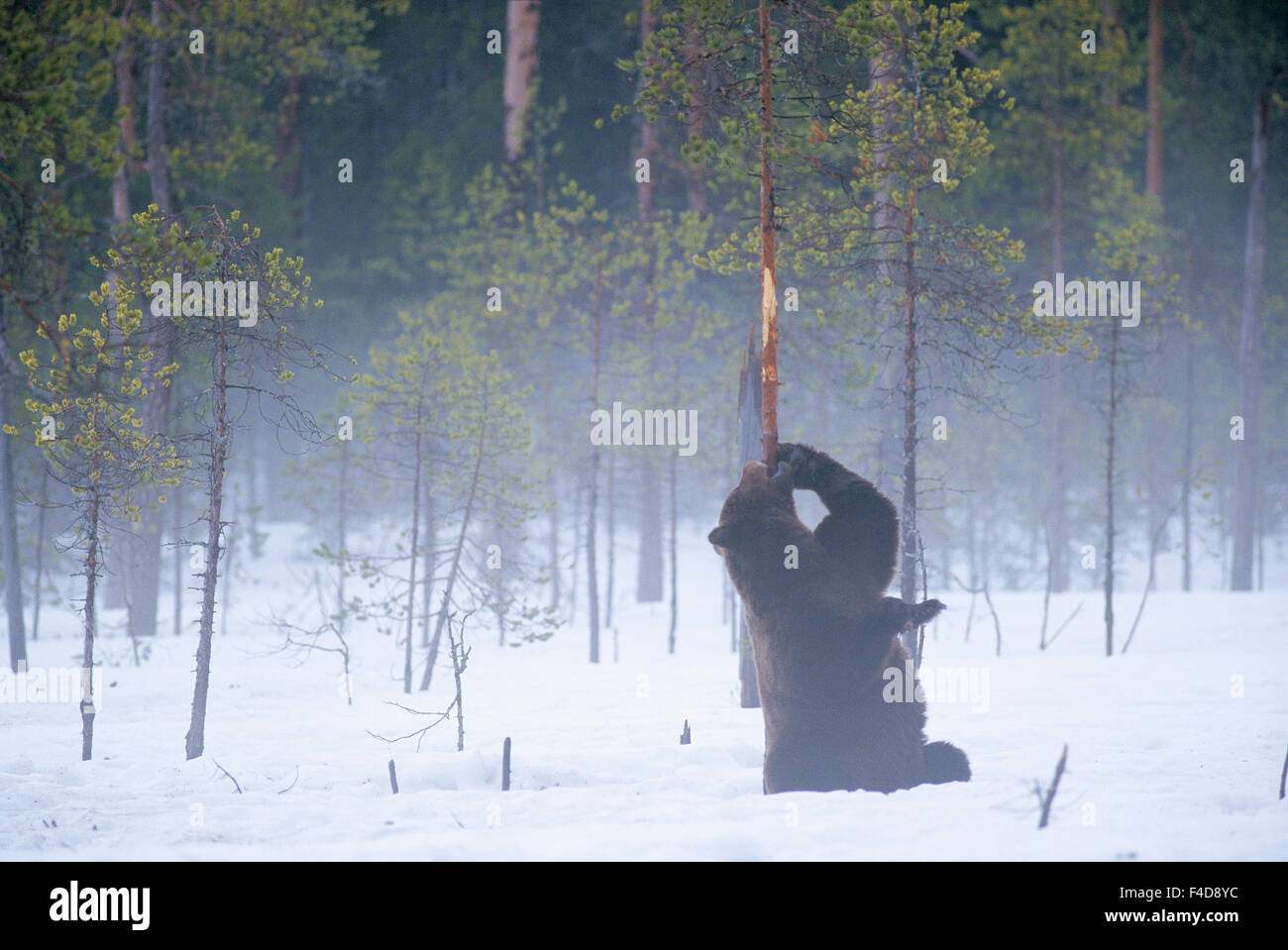 Bear chewing on tree bark Stock Photo - Alamy