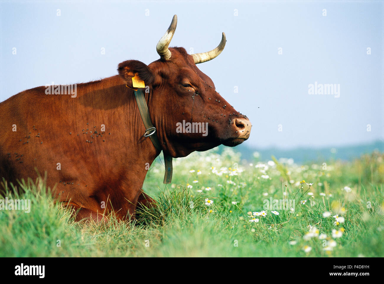 Cow sitting hi-res stock photography and images - Alamy