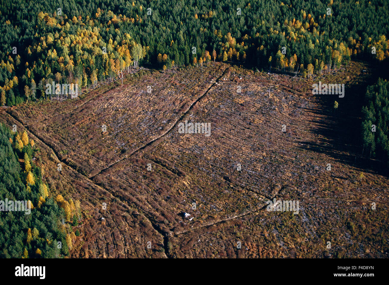 Cut forest, aerial photography Stock Photo - Alamy