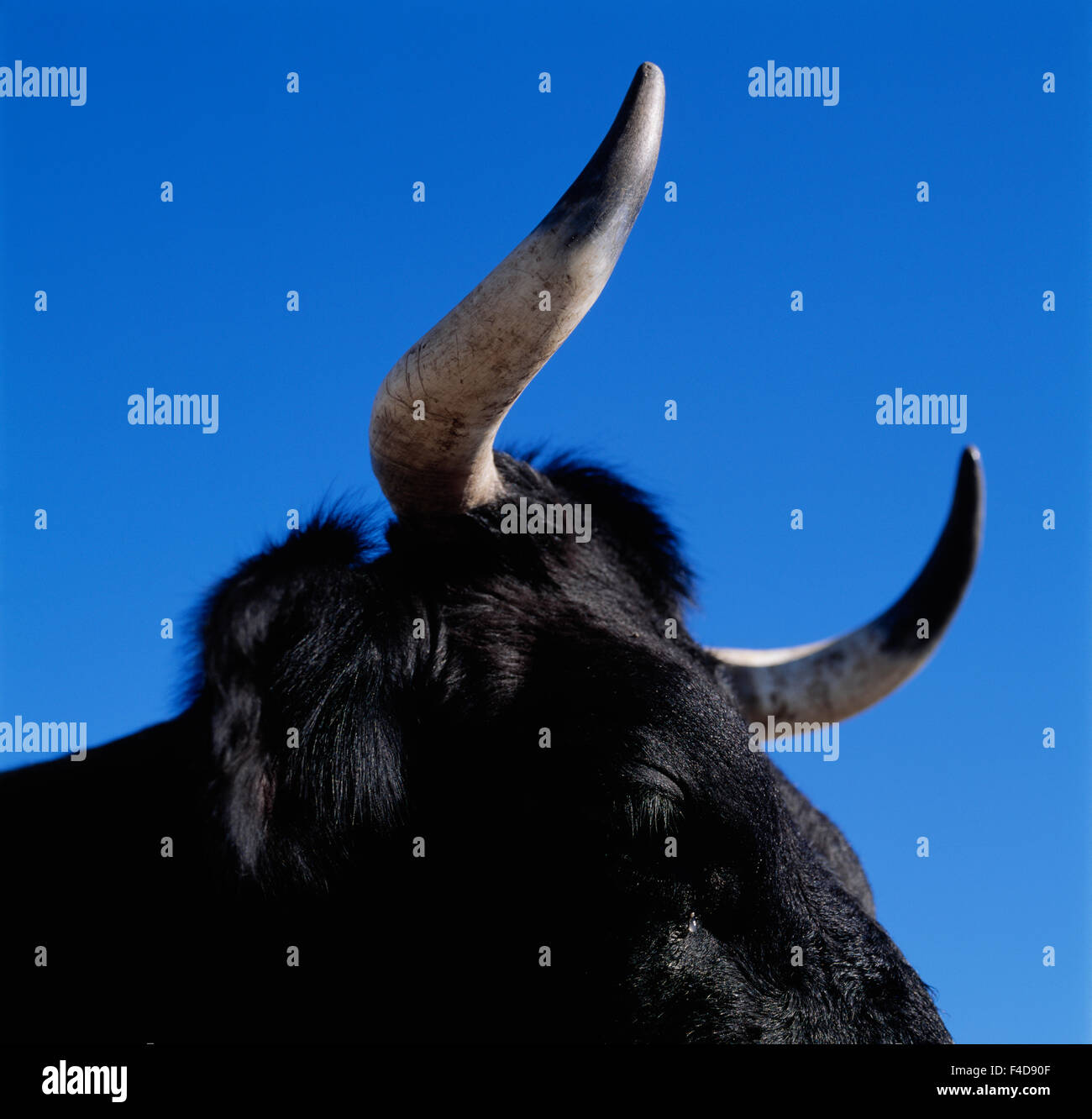 Cow with horns, close-up Stock Photo - Alamy