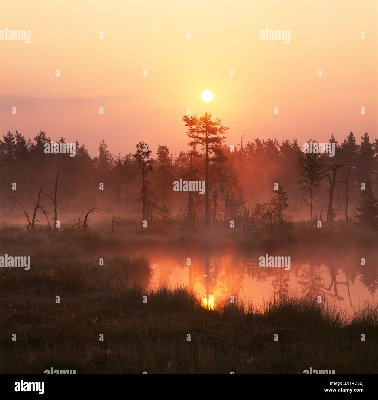 Over swamp hi-res stock photography and images - Alamy