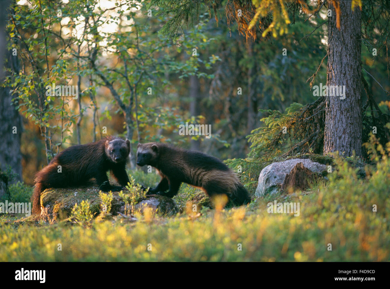 Wolverines in the forest Stock Photo - Alamy