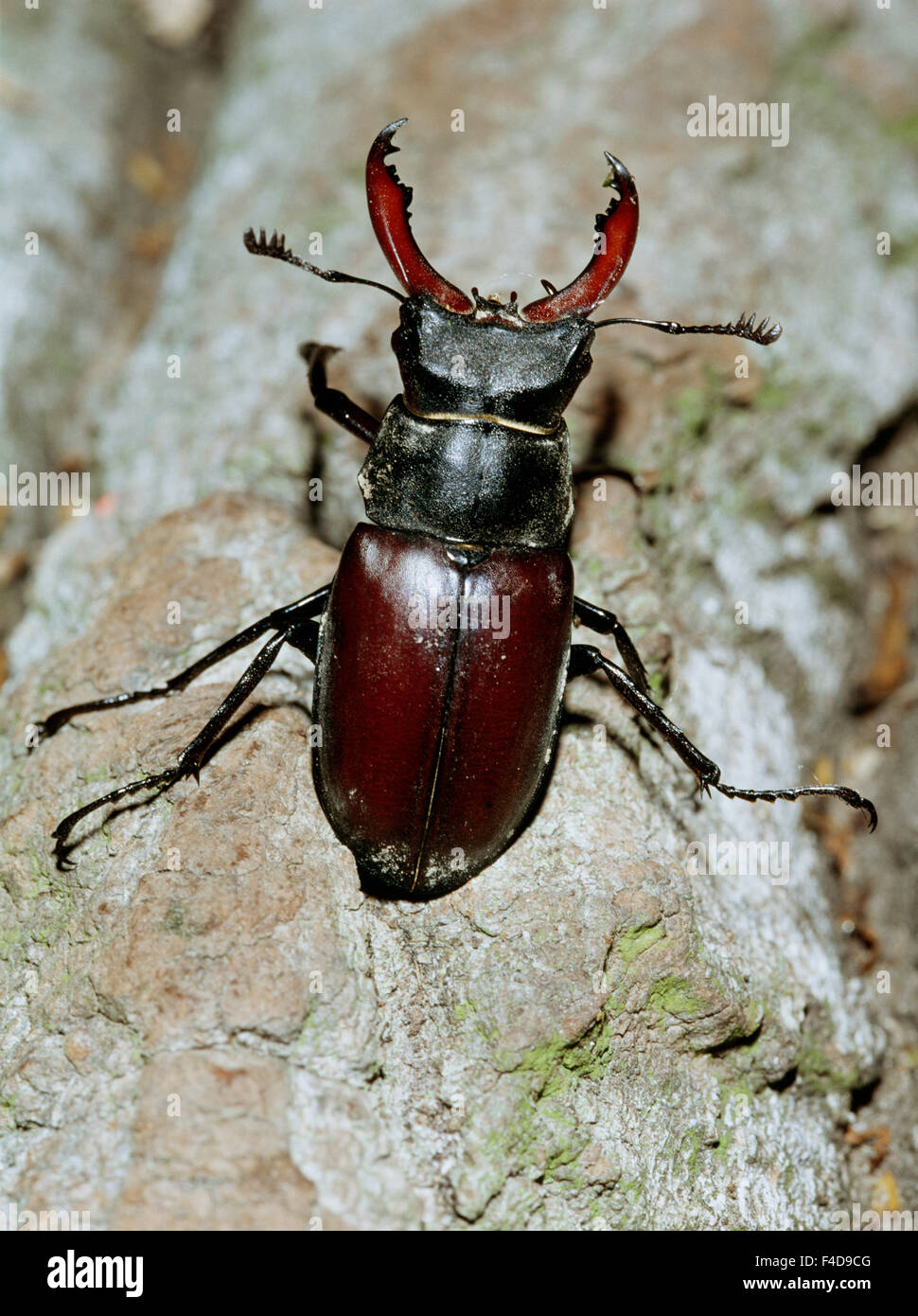 Insect sitting on rock, overhead view, close-up Stock Photo - Alamy