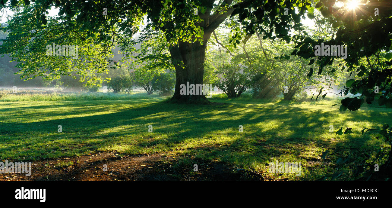 Sun shining through tree branches Stock Photo - Alamy