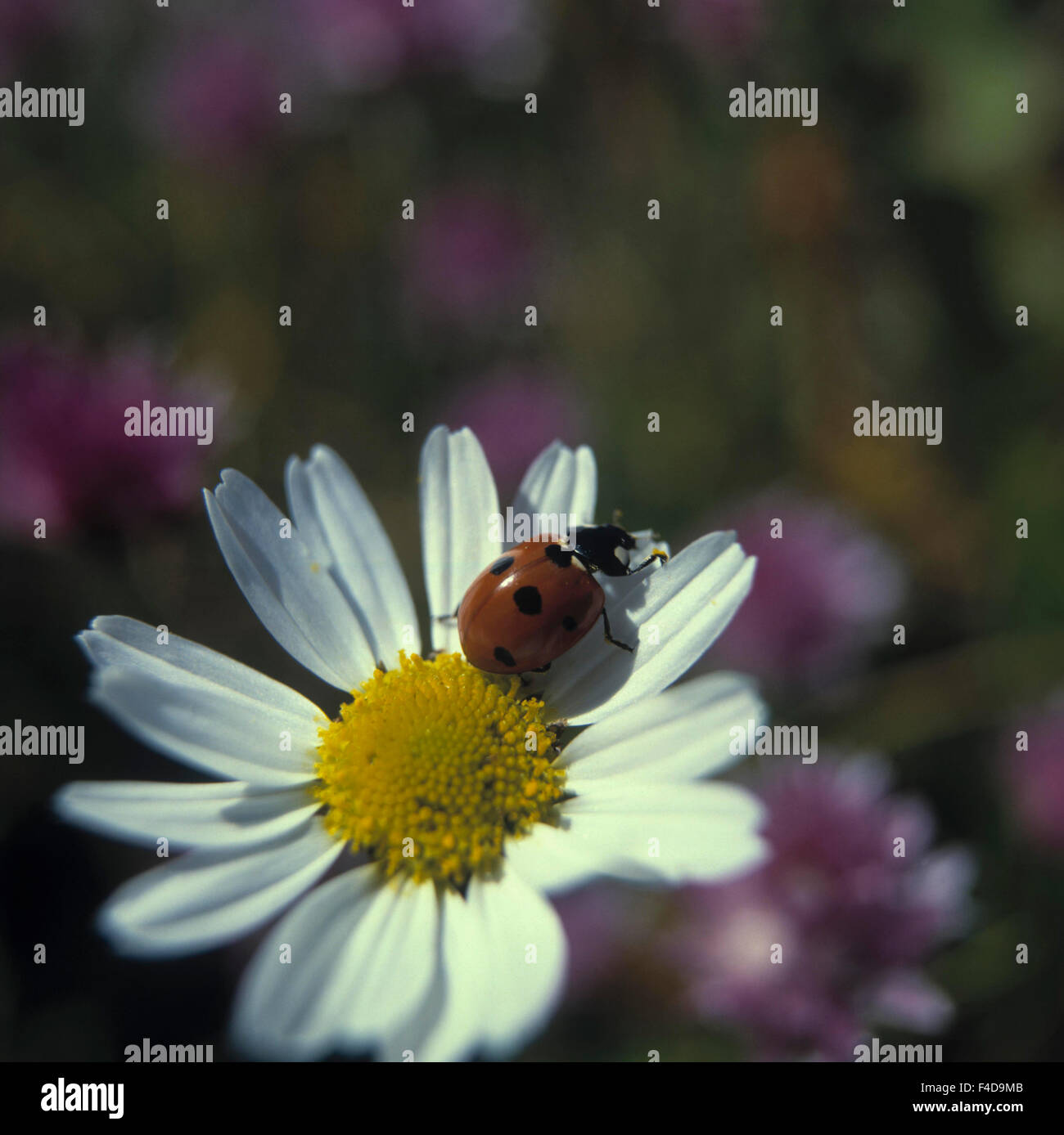 ladybird on a flower Stock Photo - Alamy