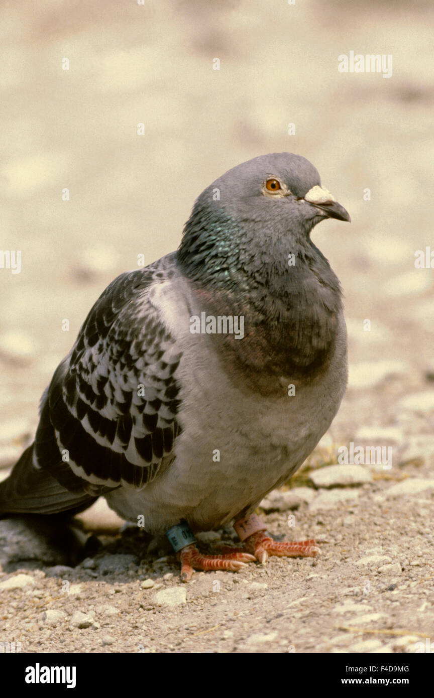 Tame pigeon hi-res stock photography and images - Alamy